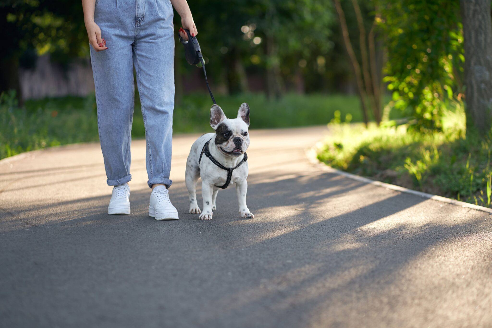 La importancia de pasear a tu perro - Contigo En Casa